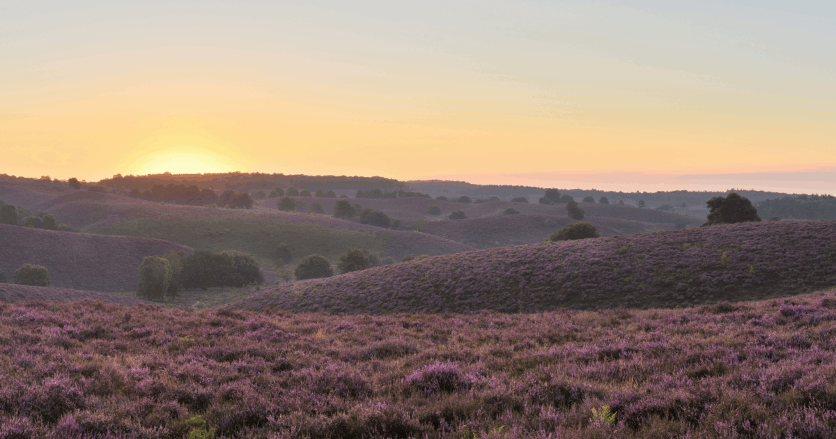 Omgeving | Veluwe, dorpen en dagjes uit | Camping de Zanderij